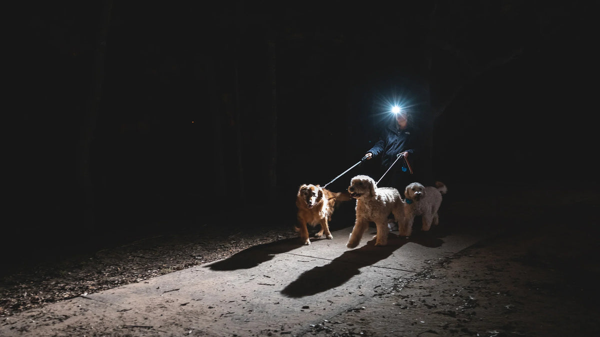 How to Choose the Best Flashlight for Dog Walking at Night - Fenix Lighting